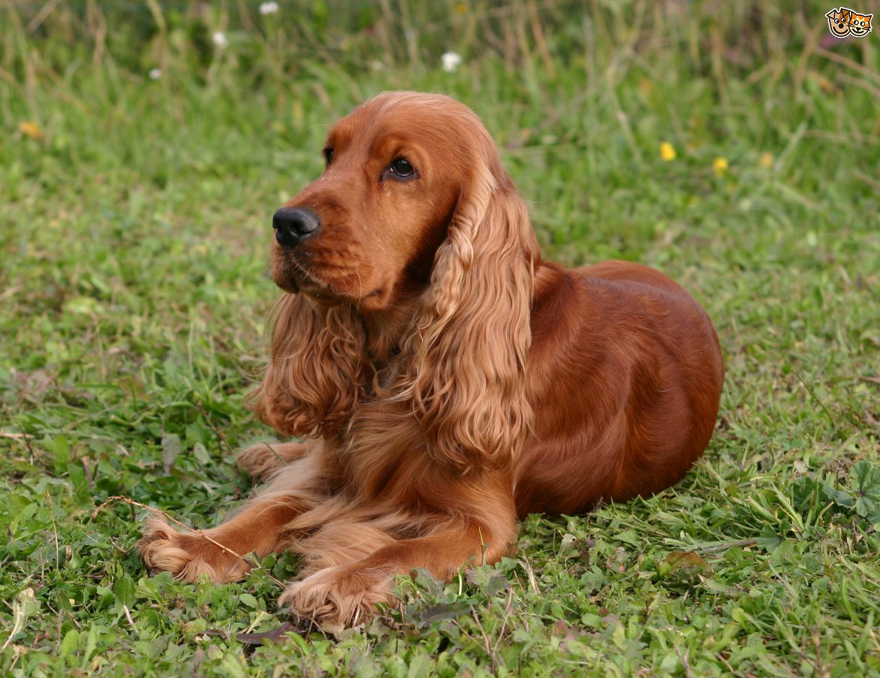 Cocker Spaniel Inglés: Elegancia y Amabilidad. – AnimalXop