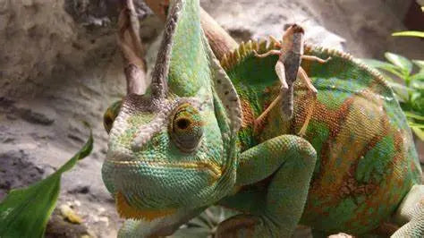 Camaleón Velado (Chamaeleo calyptratus) – AnimalXop