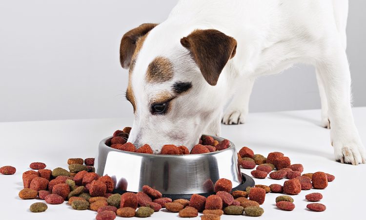 Los 7 Mejores Hábitos para Mantener a Tu Perro Saludable - AnimalXop