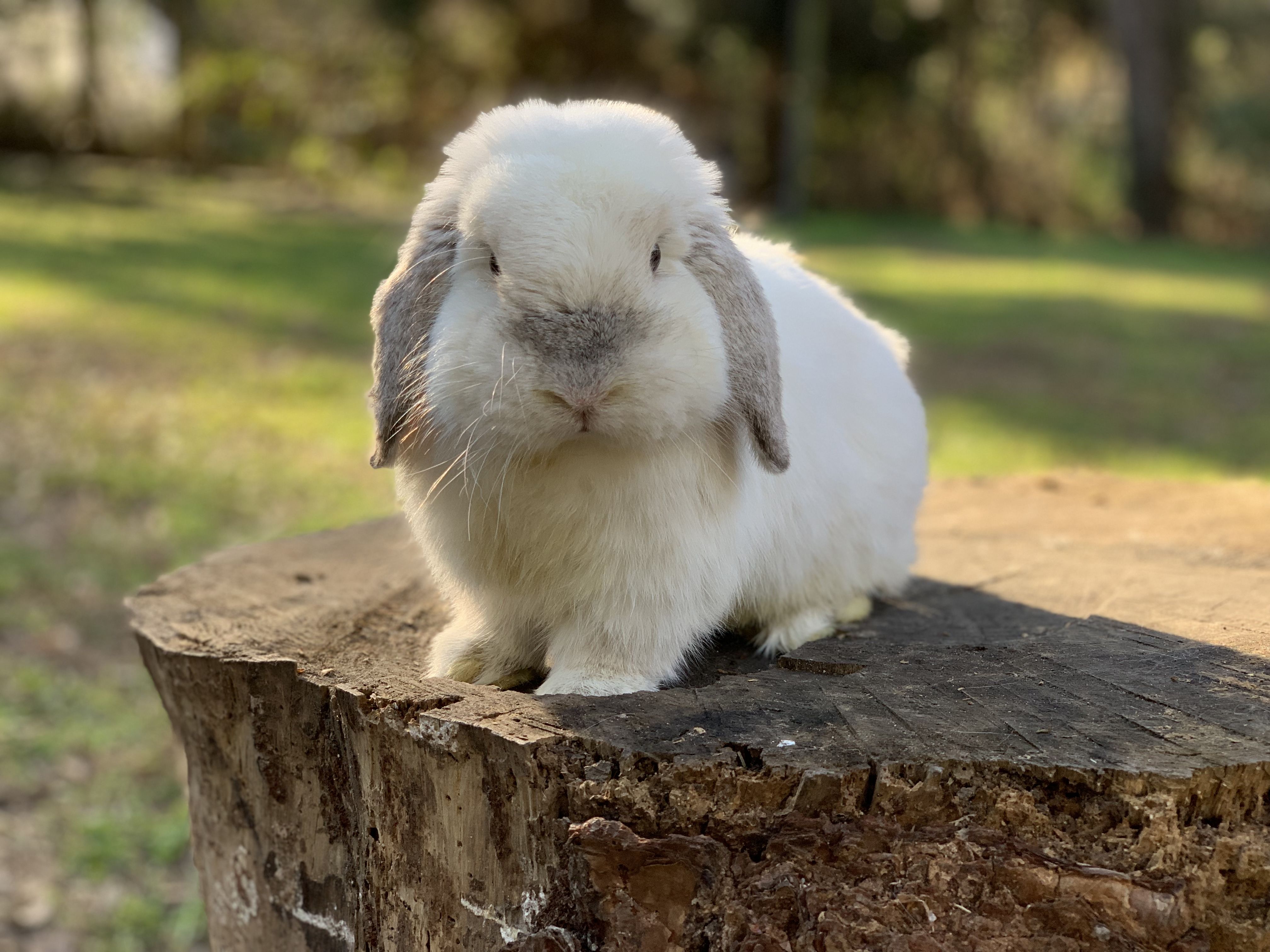 Conejo Holland Lop Guia – AnimalXop
