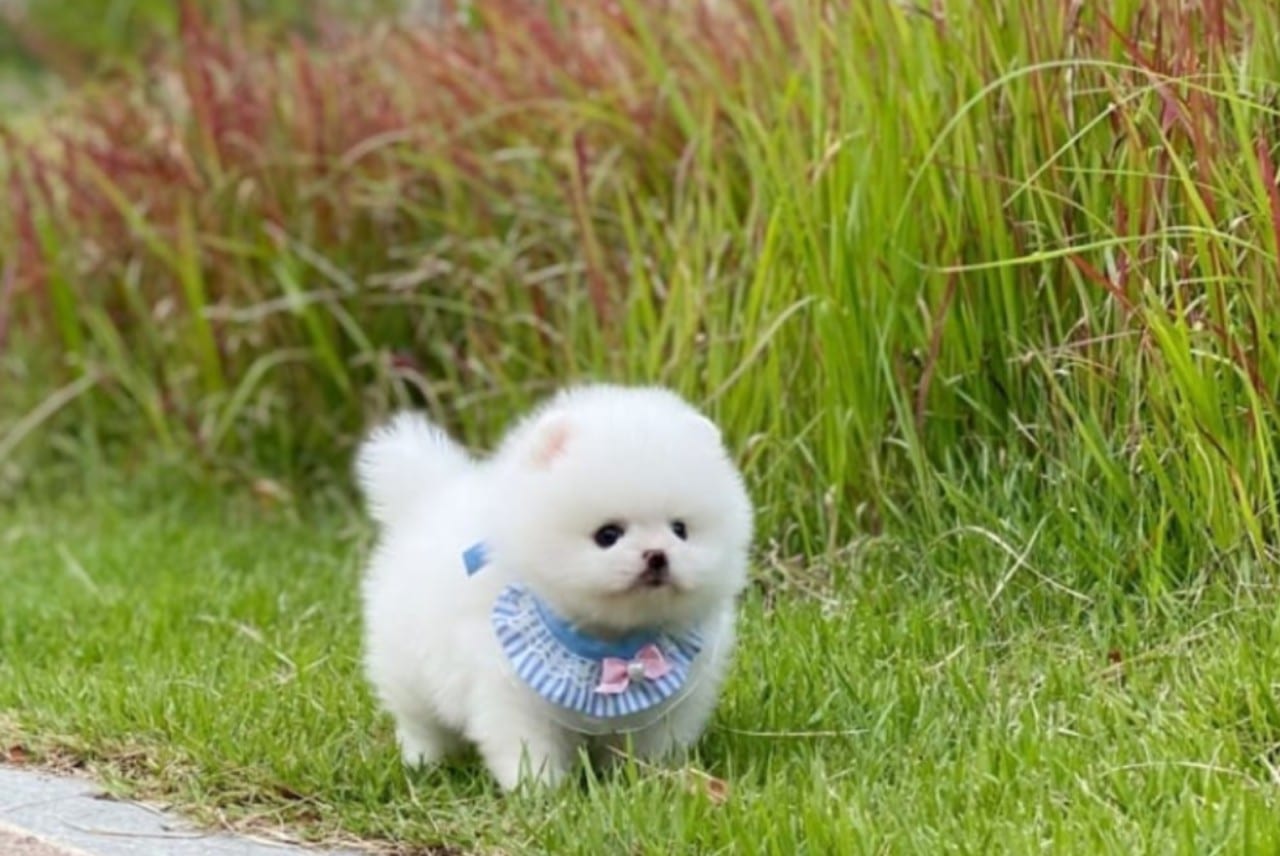 Guía Cuidados para Perros Mini o Toy – AnimalXop