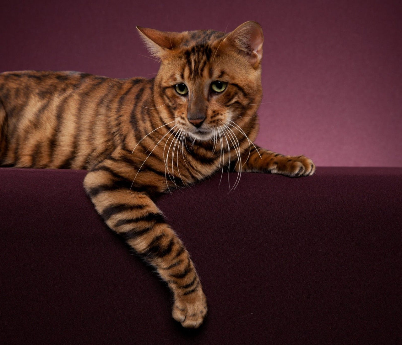 Gato Toyger: Elegancia Felina Inspirada en la Selva Salvaje. – AnimalXop
