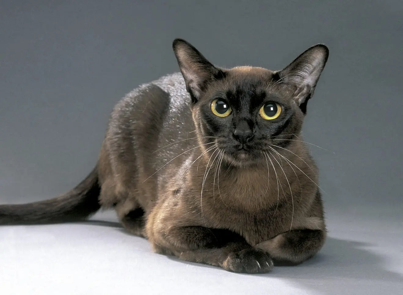 Gato Burmés: Un Elegante Acompañante de Pelaje Sedoso. - AnimalXop