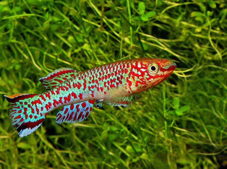 Killi Fundulopanchax gardneri: Elegancia y Color – AnimalXop