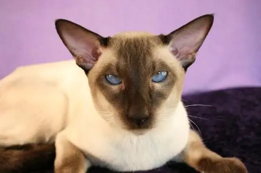 Gato Colorpoint: Elegancia Caleidoscópica en Cuatro Puntos. - AnimalXop