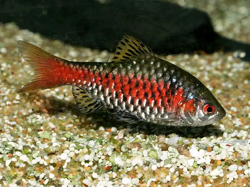 Barbudo Odessa (Puntius padamya): Belleza y Vitalidad Acuática - AnimalXop