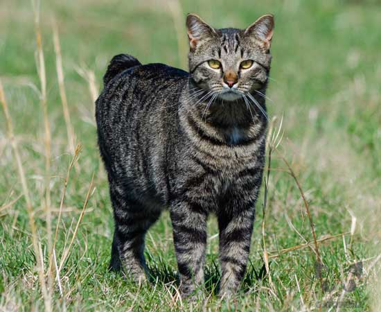 Gato Manx: La Elegancia de un Felino sin Cola – AnimalXop