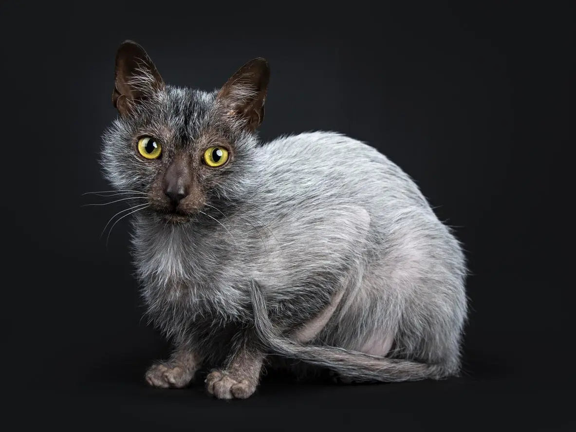 Gato Lykoi: La Fascinación de lo Lobuno en una Mascota Felina - AnimalXop