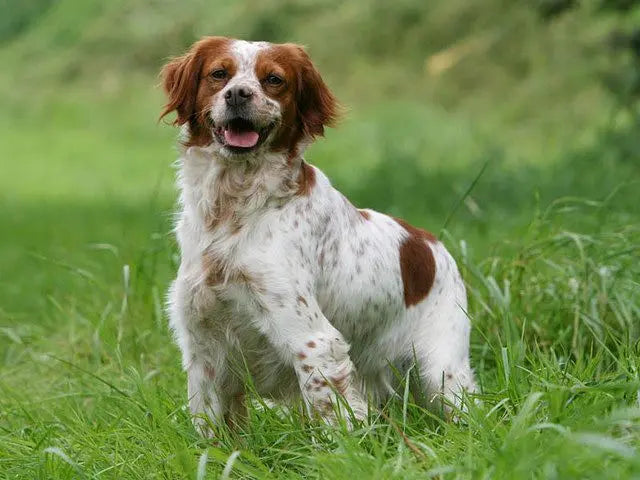 El Spaniel Bretón Negro: Energía y Elegancia - AnimalXop